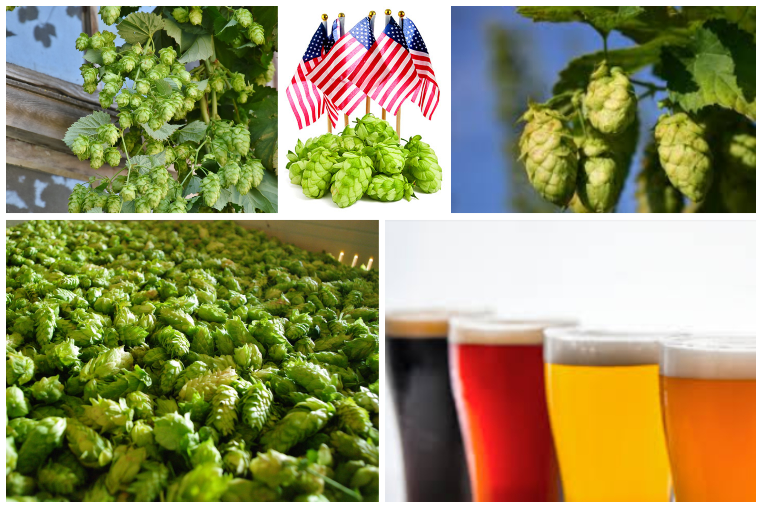 Case Study 1: Brook House Hops – Mae Day Marketing